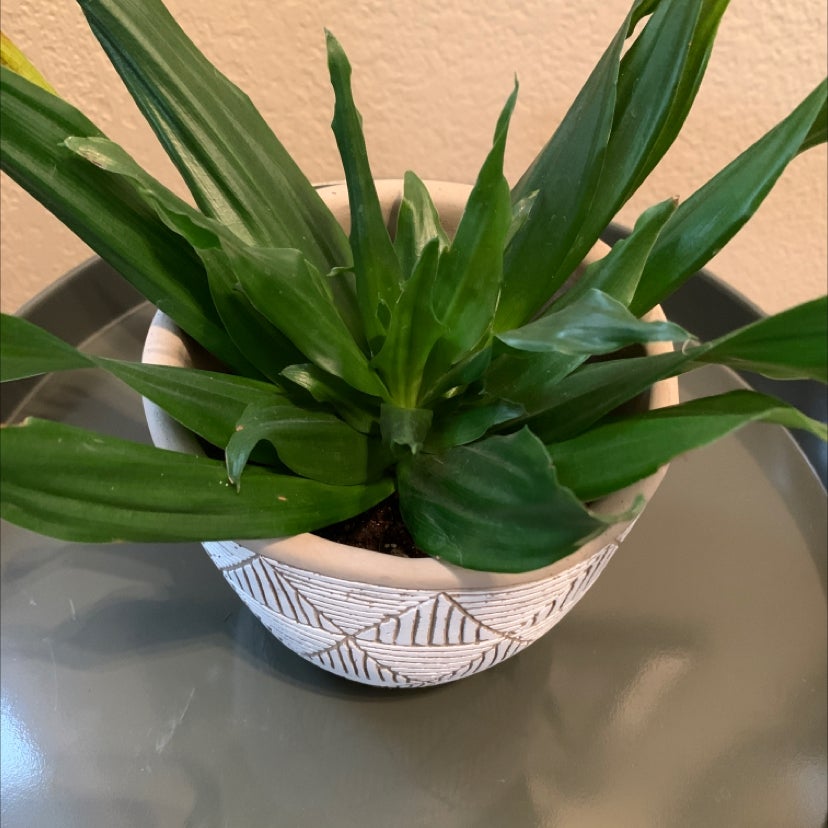 How Do I Fix dracaena 'janet craig compacta' root rot?