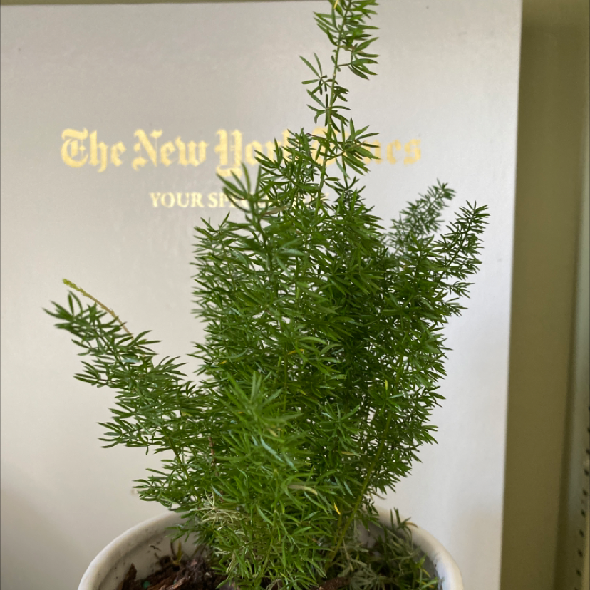 Propagating Plume Asparagus: The Ultimate Guide