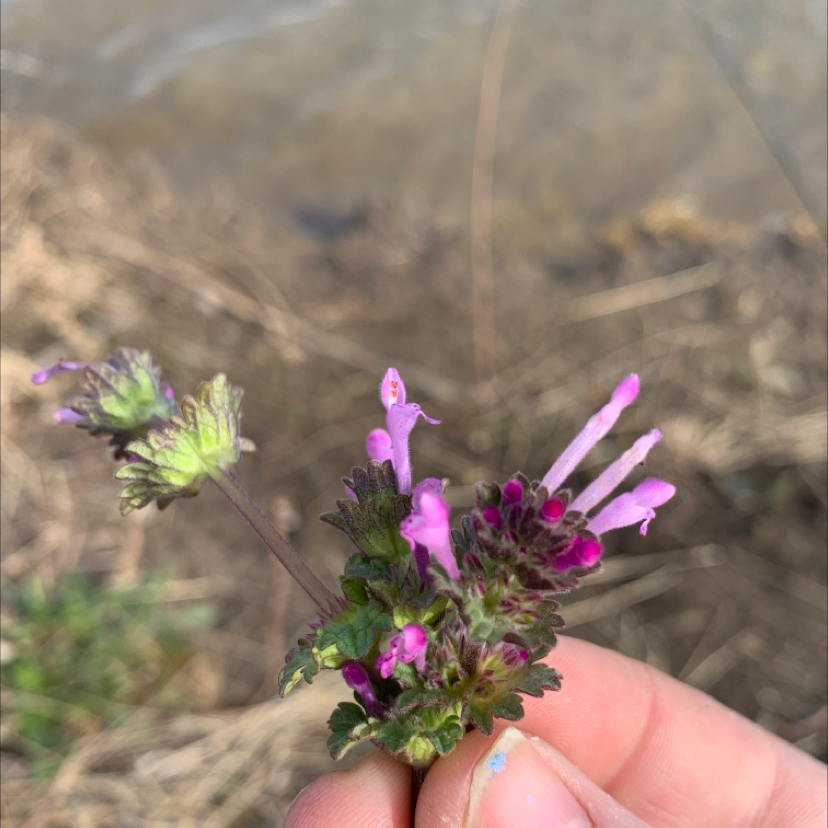 What Do Henbit Flowers Mean?
