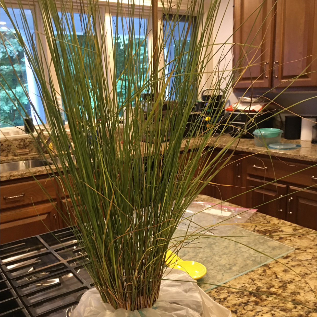 Choosing Fertilizer For My Common Rush