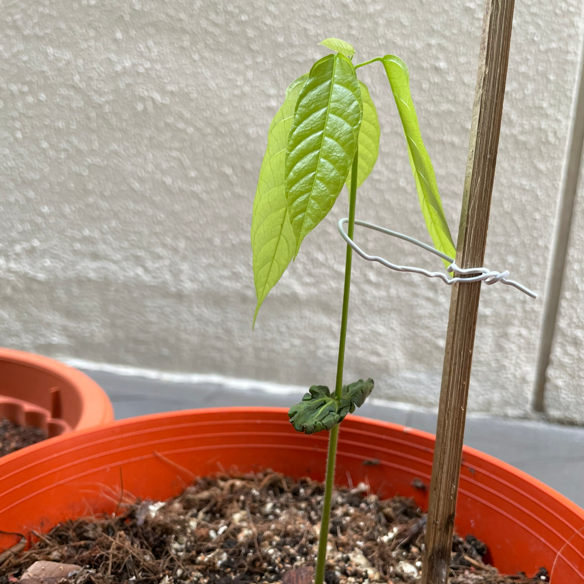 Propagating Cacao Tree: Step-by-Step Guide