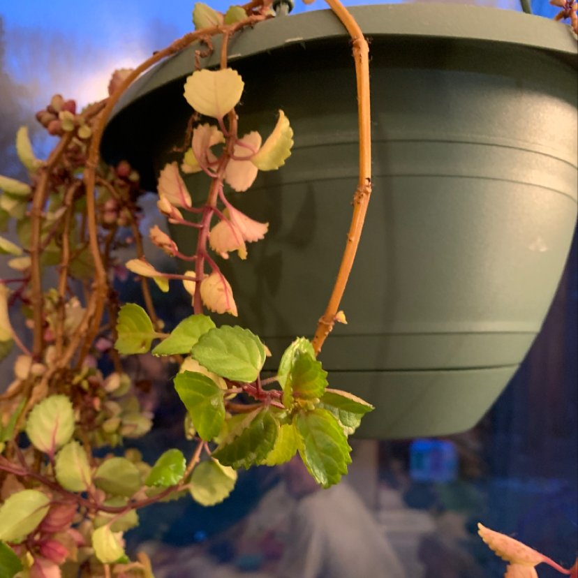 Swedish Ivy Fertilizer: How And When To Use It