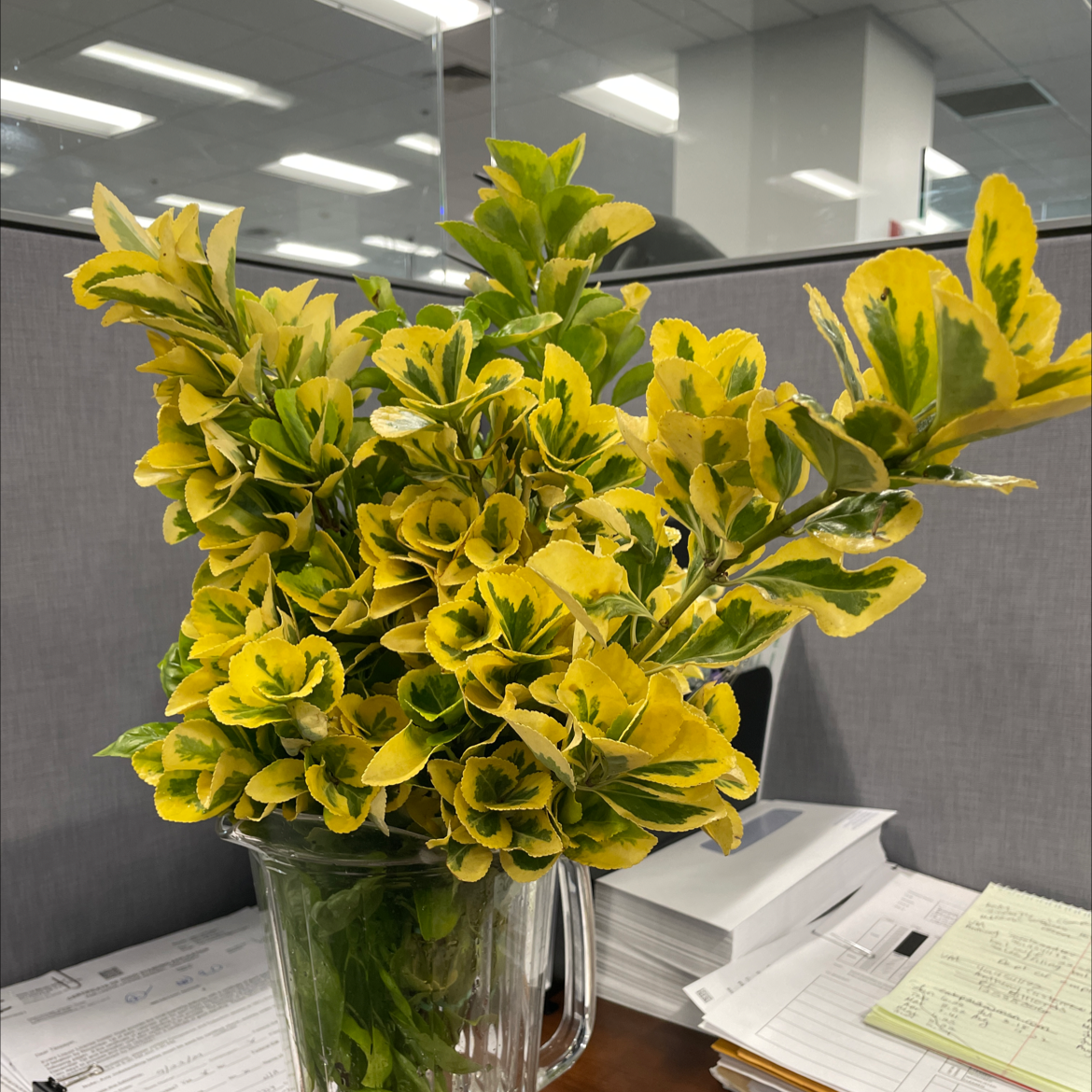 Propagating Your Japanese Spindle: Step-by-Step Guide