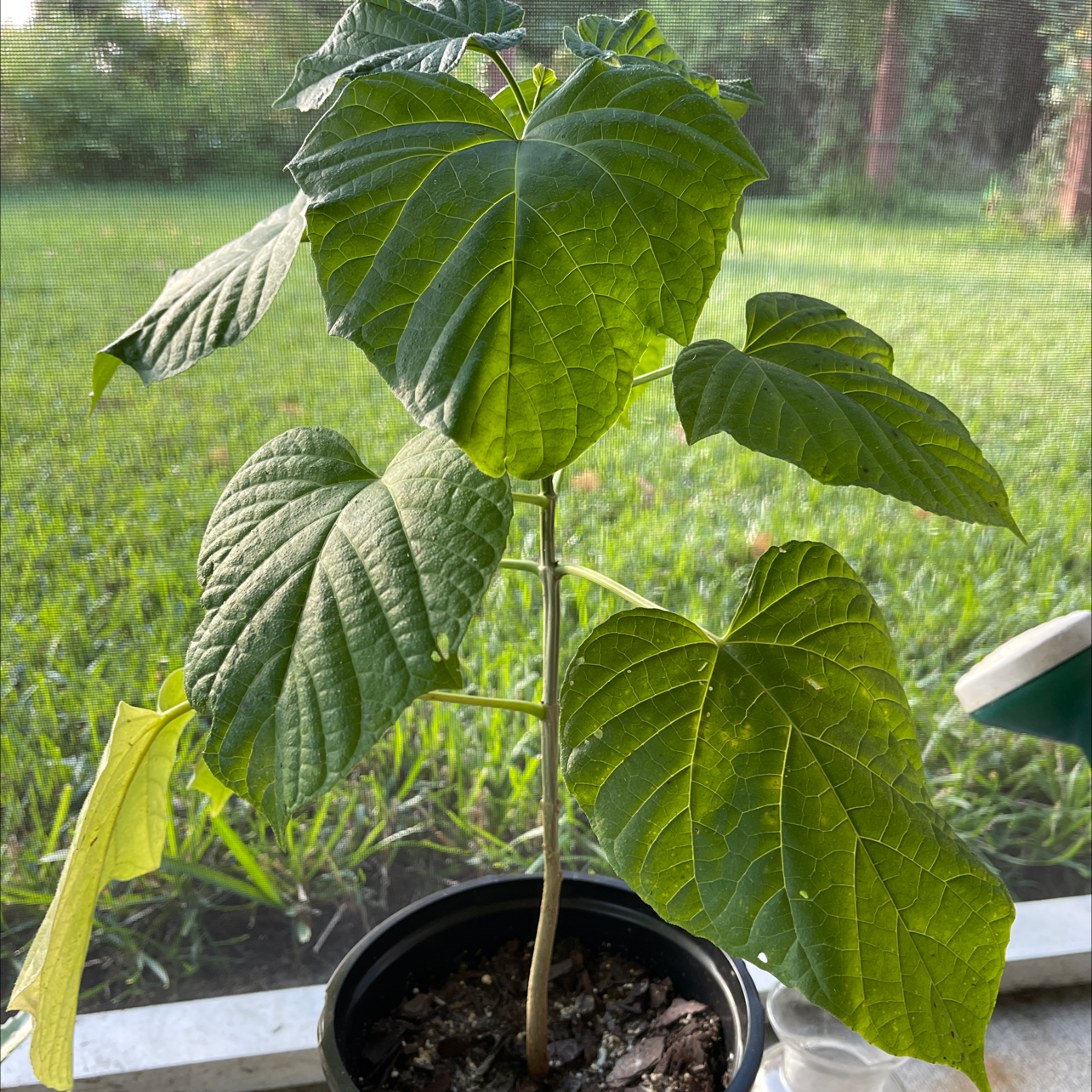 Pagoda Flower Plant Care: Water, Light, Nutrients | Greg App 🌱