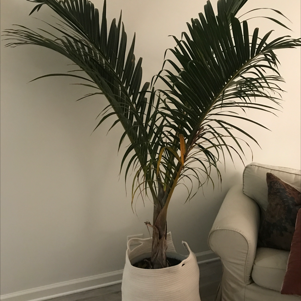 🌡 What Temperature Does My Kentia Palm Need?