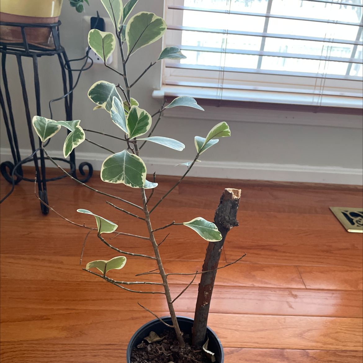 🐛 What To Do About Bugs on My Ficus triangularis 'Variegata'?