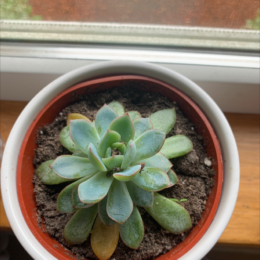 How To Cure Pearl Echeveria 🍂 Yellow Leaves