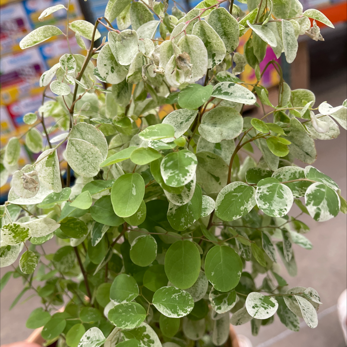 Common Brenia Snowbush Problems