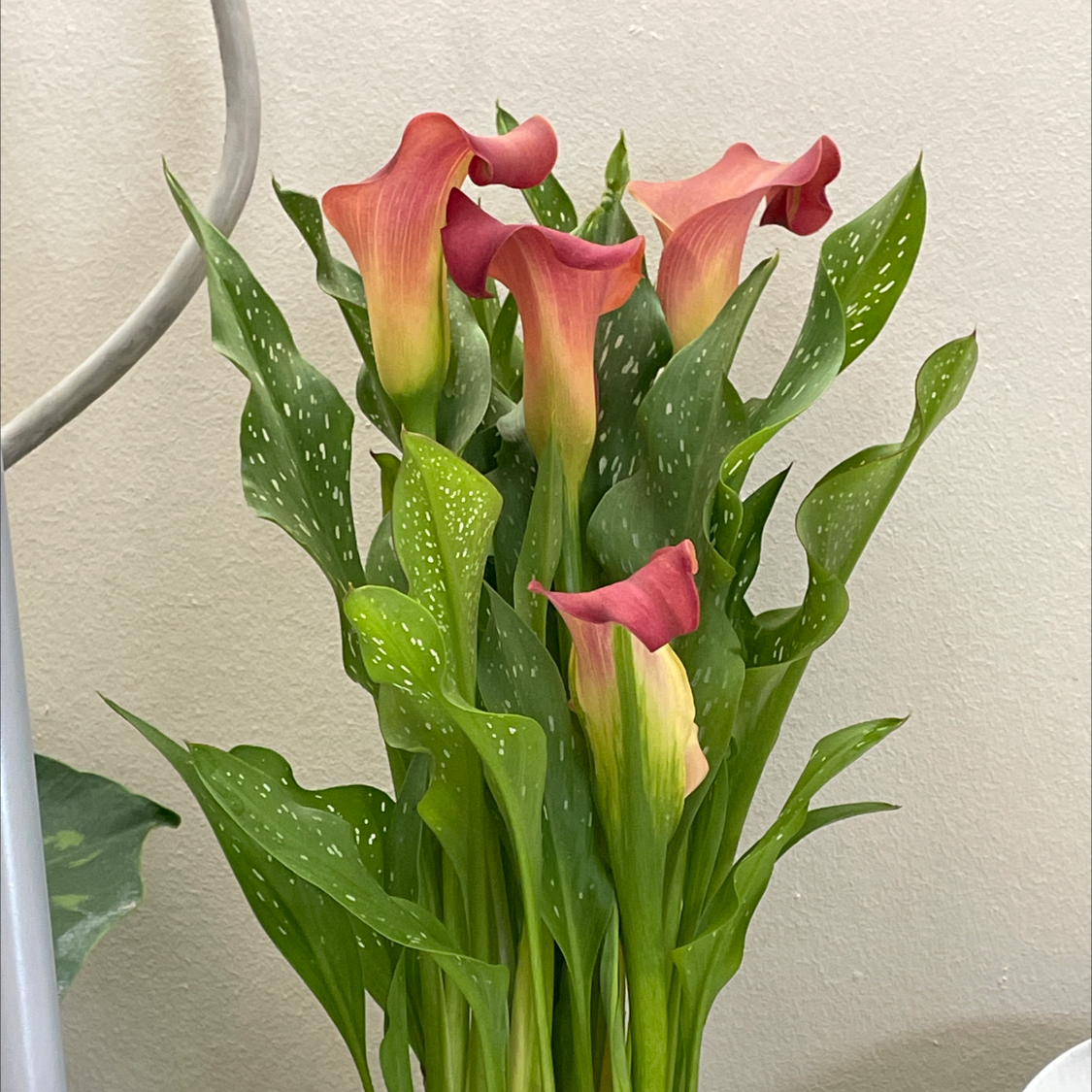 How To Know When To Repot A Calla Lily? 🍯