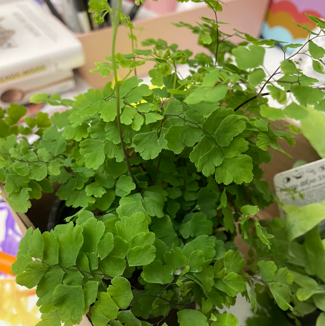 How To Fertilize Your Maidenhair Fern