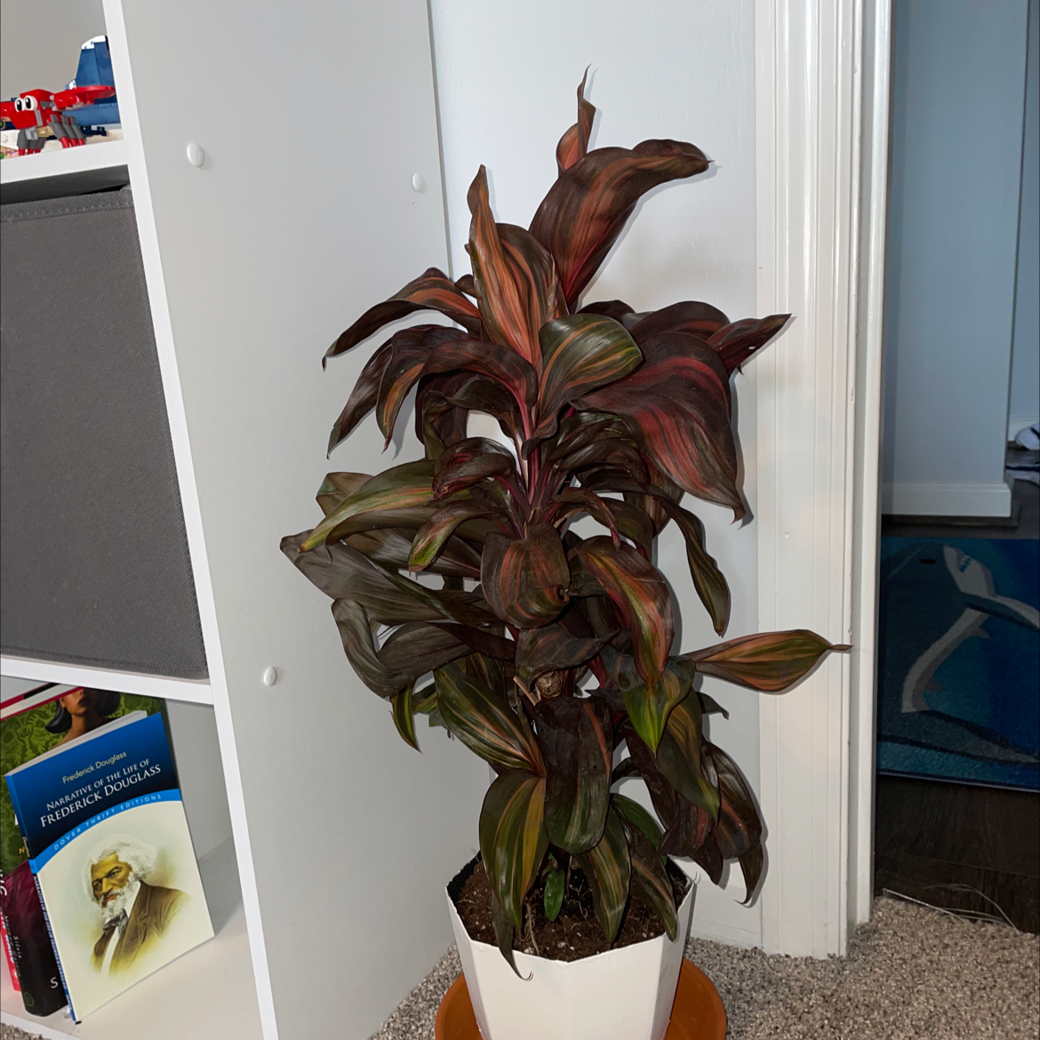 Propagating Your Cabbage Tree: Step-by-Step Guide