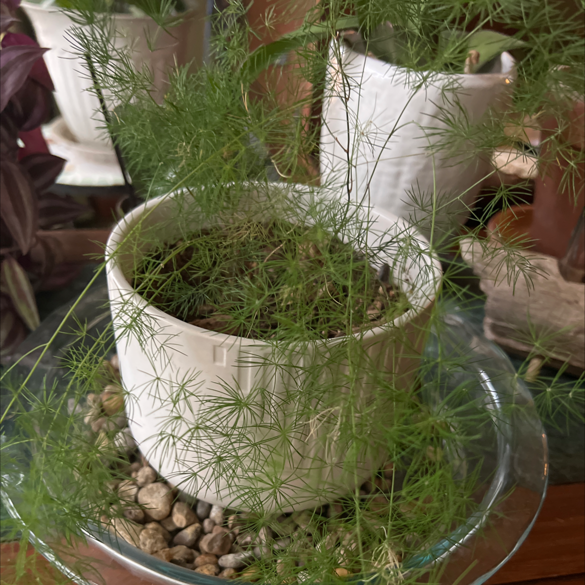 Why Is My Ming Fern Not Doing Well?