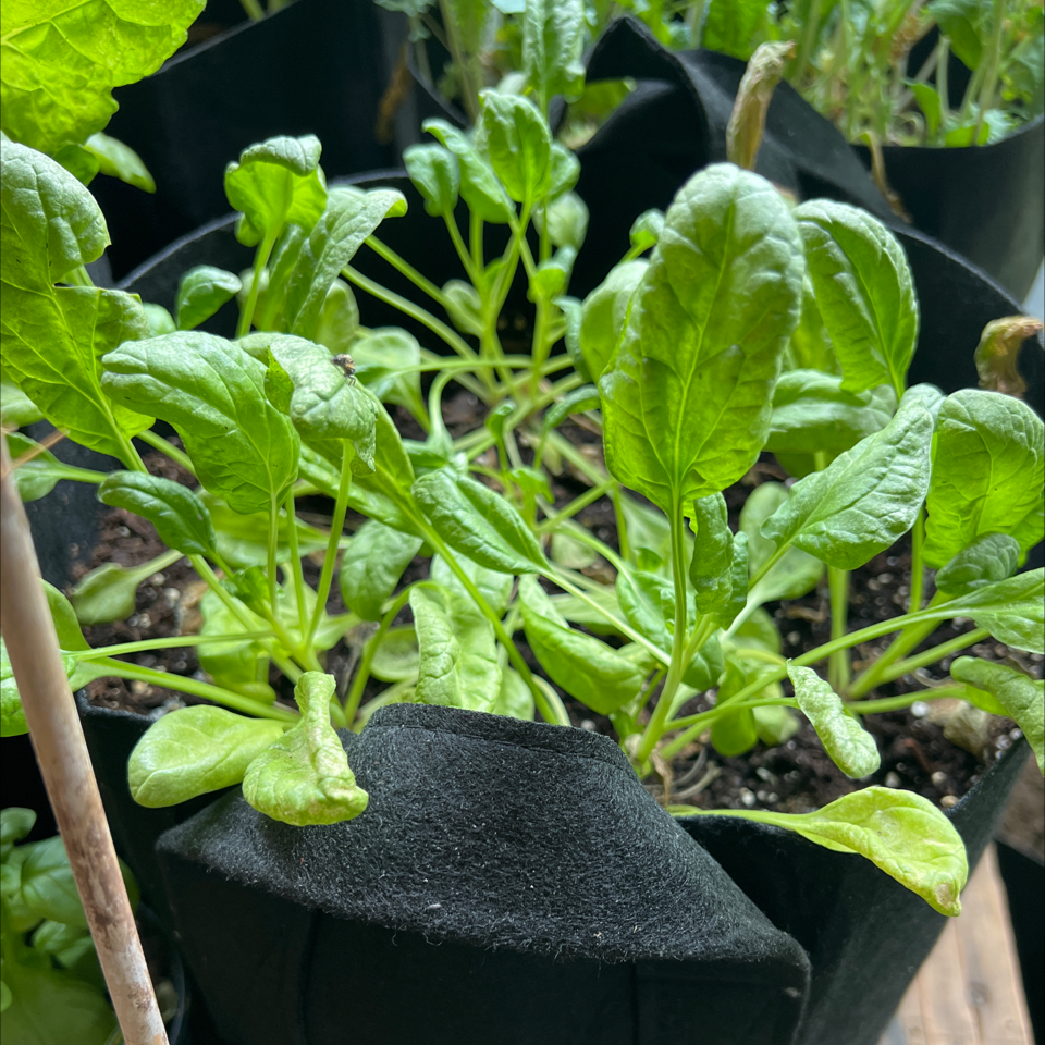 🌡 What Temperature Should My Common Beet Be Kept At?