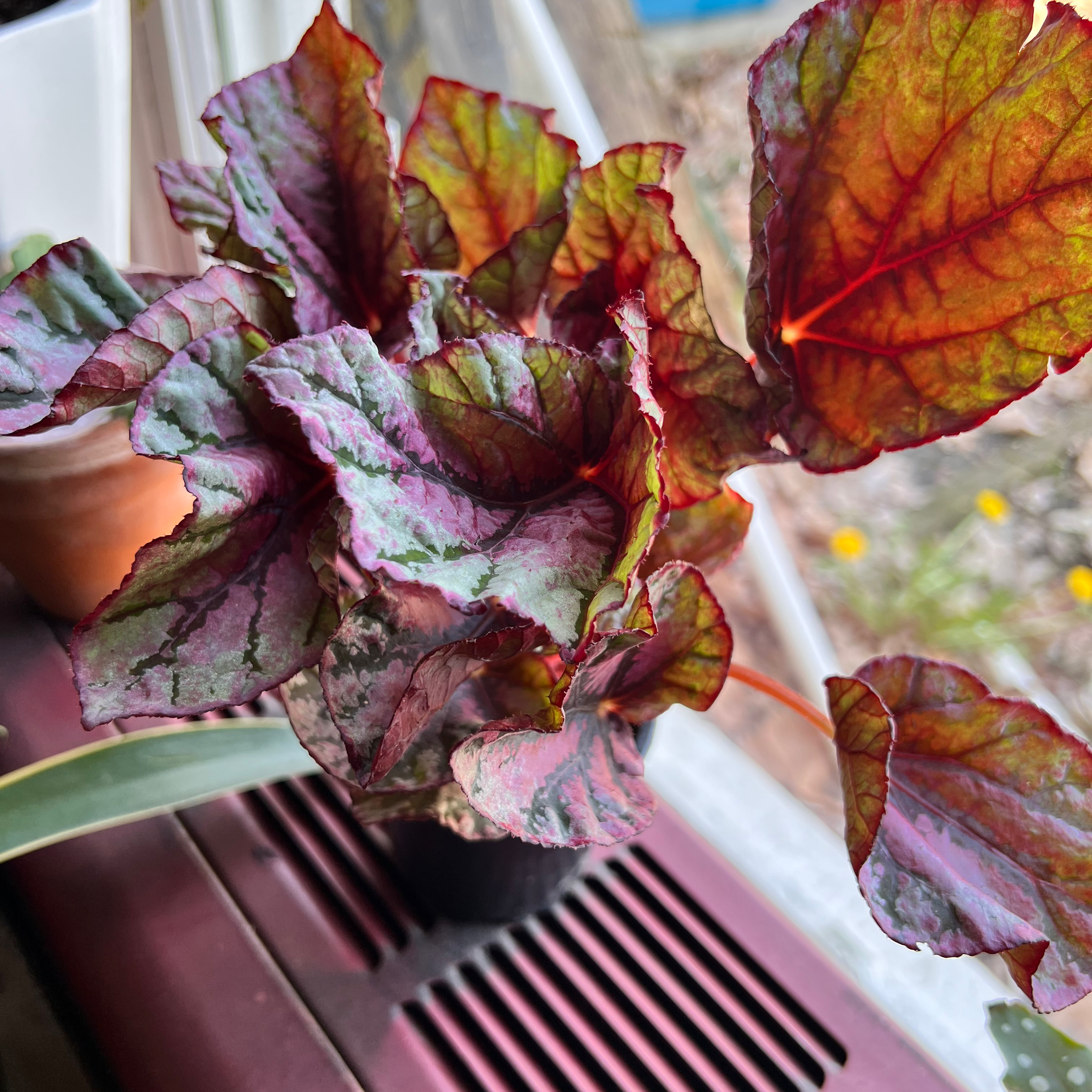How to Prune Painted-leaf Begonia