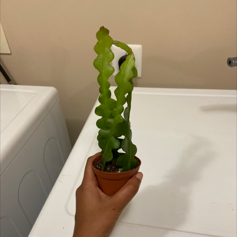 🐟 Propagating Your Fishbone Cactus: Step-by-step Guide