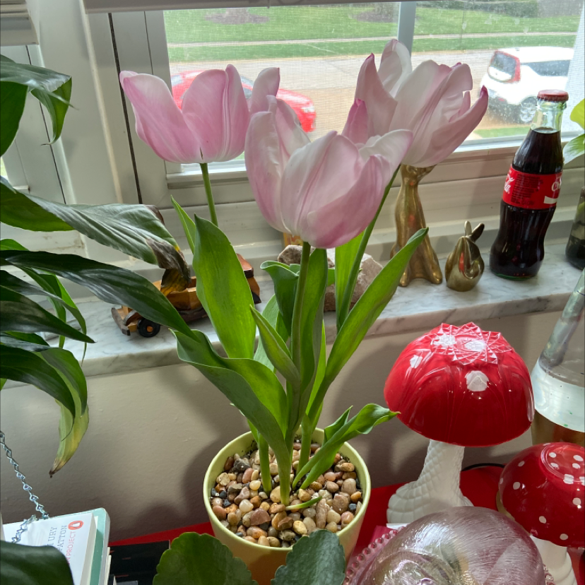 🌷 Propagating Garden Tulip: The Ultimate Guide