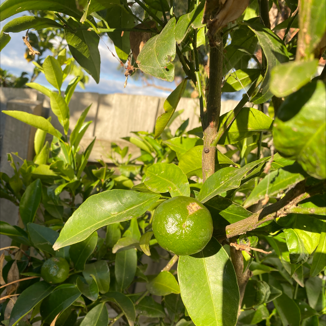 Why Are My Hardy Orange Leaves Curling?