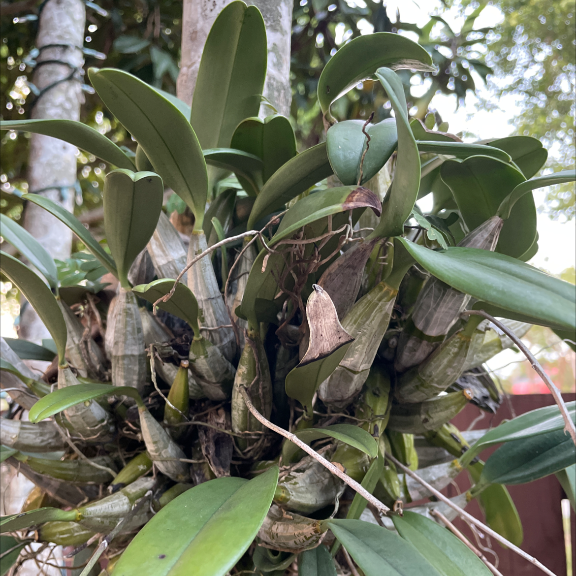 Diagnosing noble dendrobium root rot