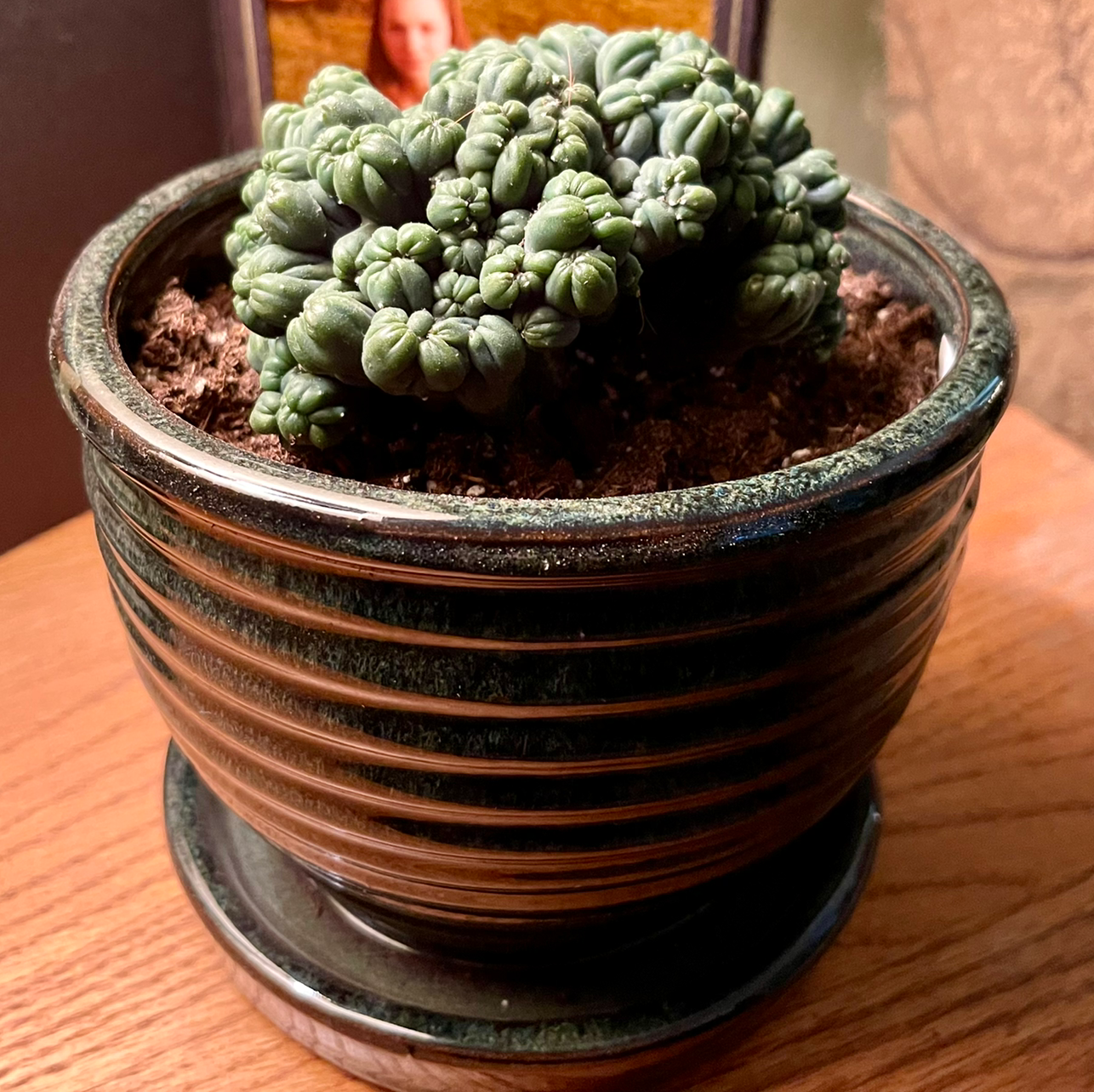 Ming Thing Cactus Plant Care: Water, Light, Nutrients | Greg App 🌱