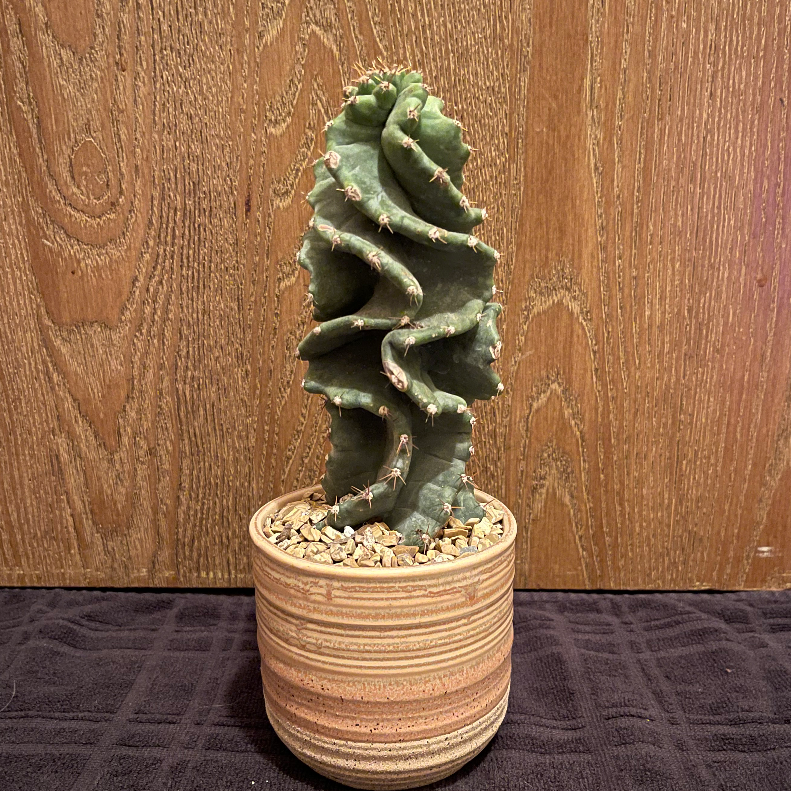 🐛 What To Do About Bugs on My Spiral Cactus?