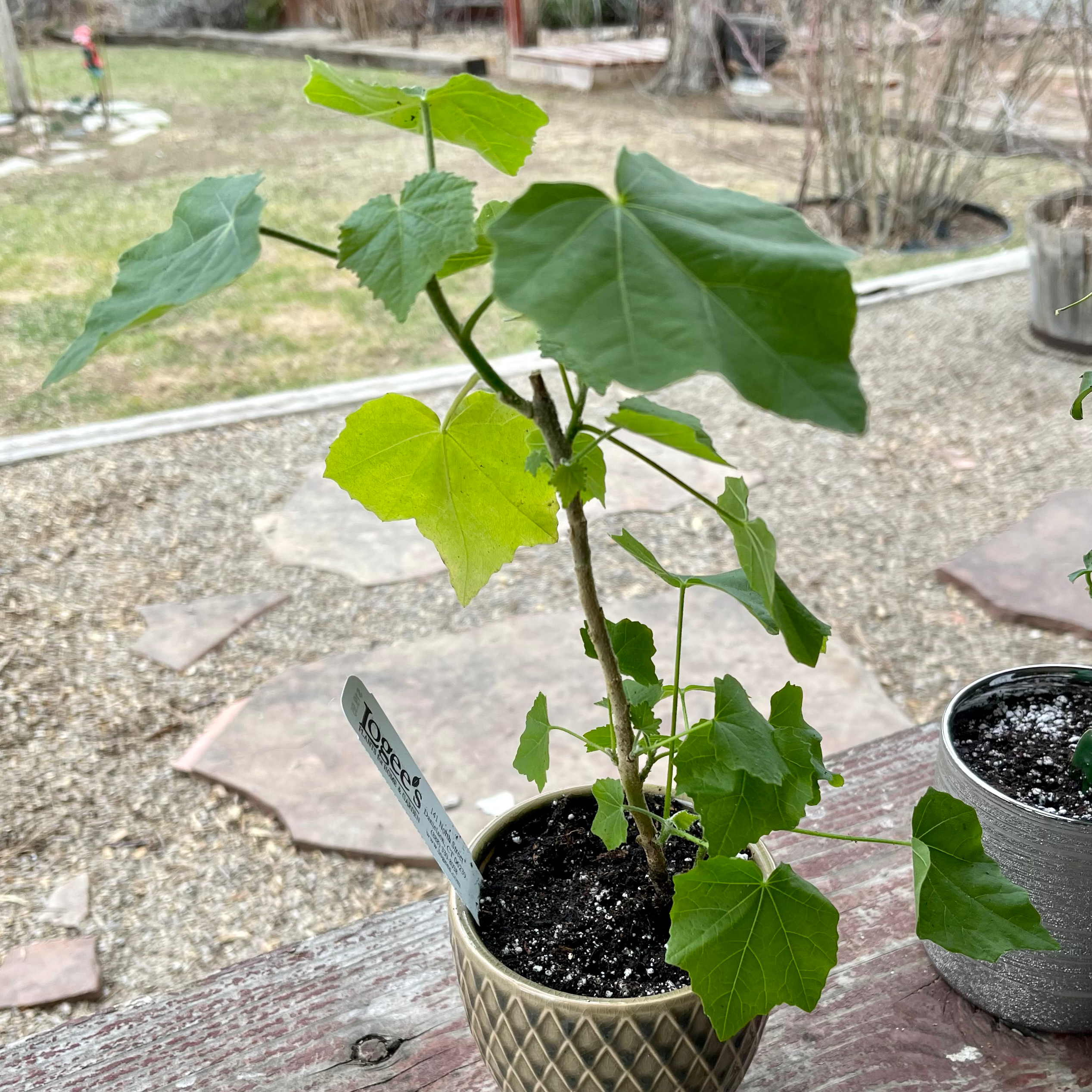 Mexican Bush Mallow Plant Care: Water, Light, Nutrients | Greg App 🌱