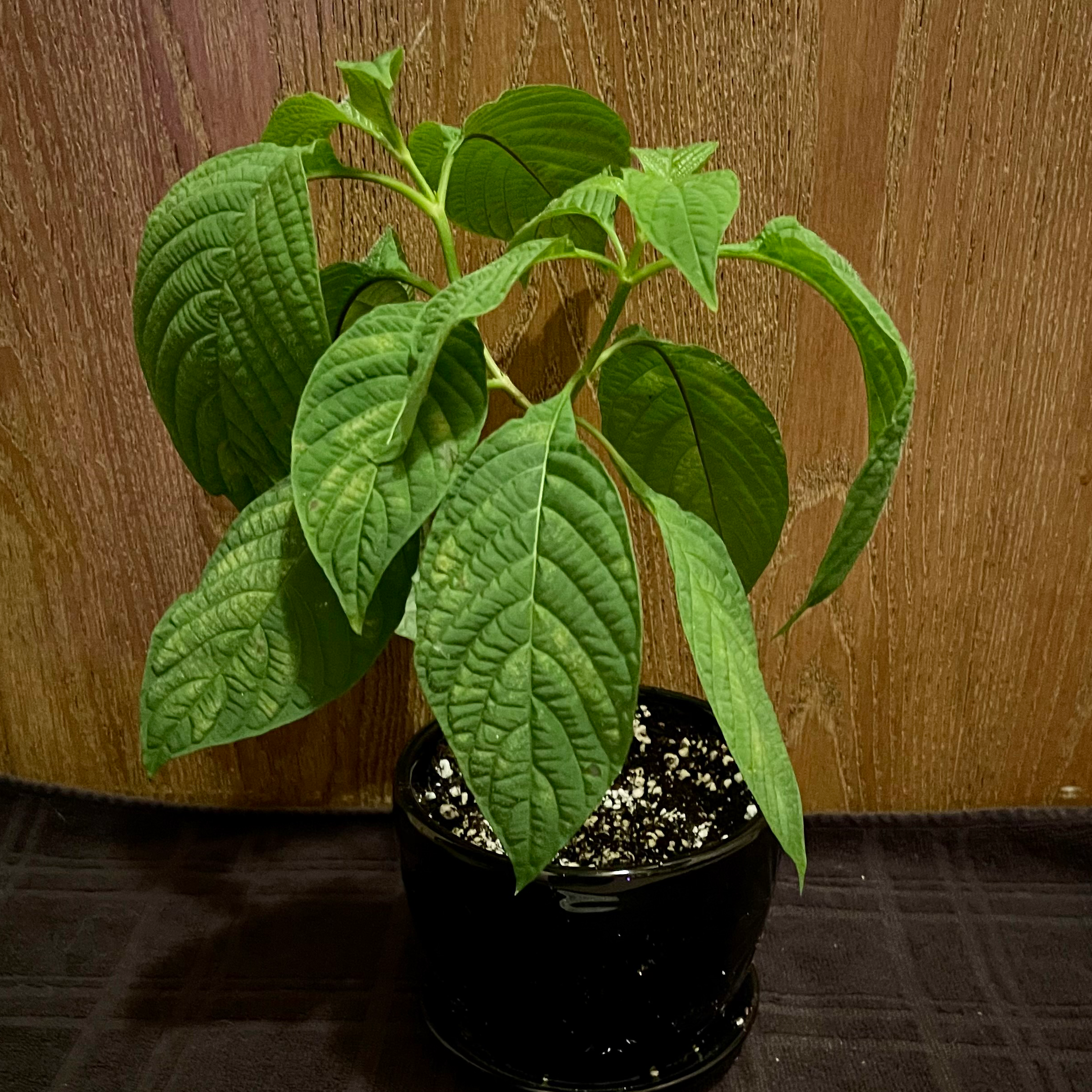 Golden Fuchsia Plant Care: Water, Light, Nutrients | Greg App 🌱