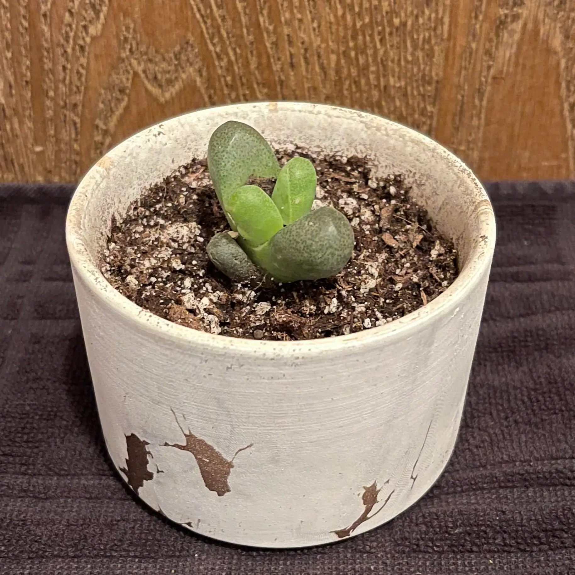 Personalized Tanquana hilmarii Care: Water, Light, Nutrients | Greg App