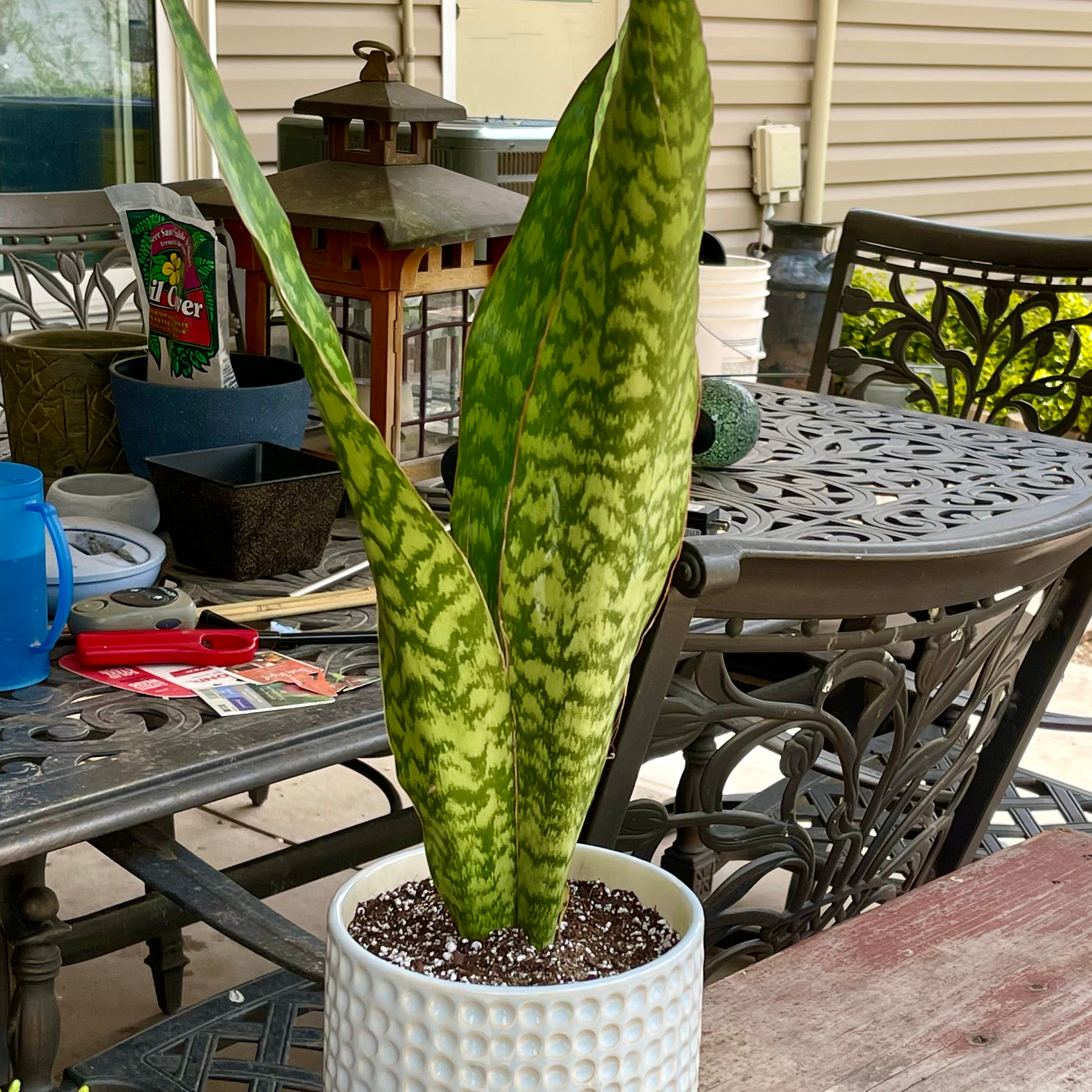 Symbolism and Benefits of the Jaboa Snake Plant