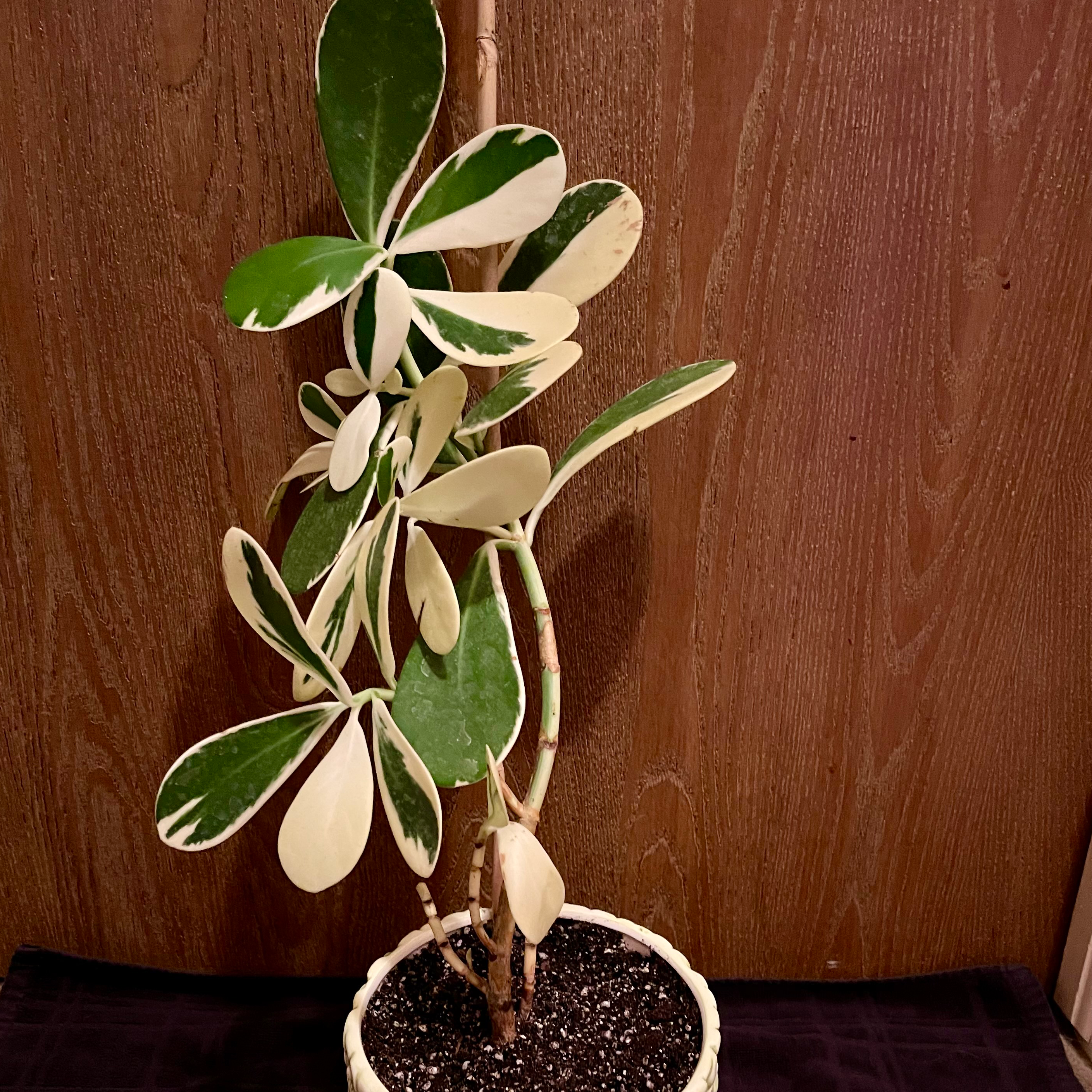 Variegated Autograph Tree Plant Care: Water, Light, Nutrients | Greg App 🌱