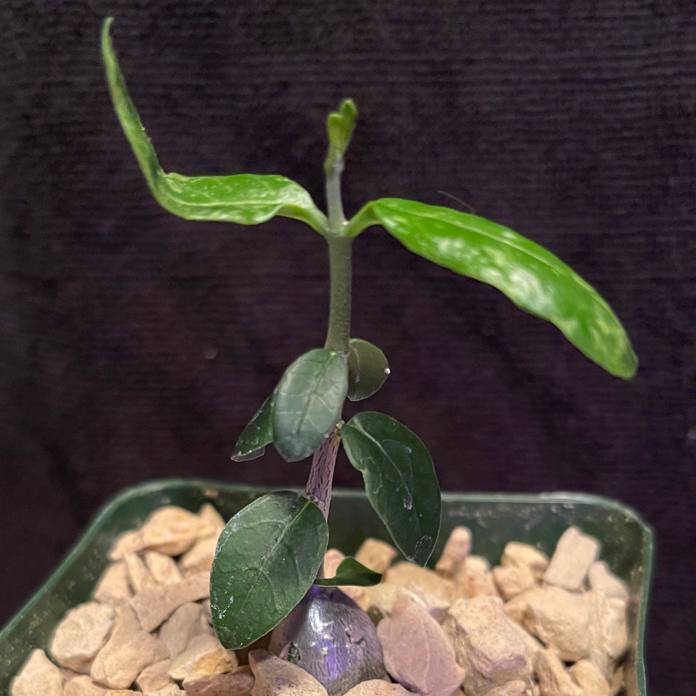 Fockea Edulis var. Capensis Plant Care: Water, Light, Nutrients | Greg ...
