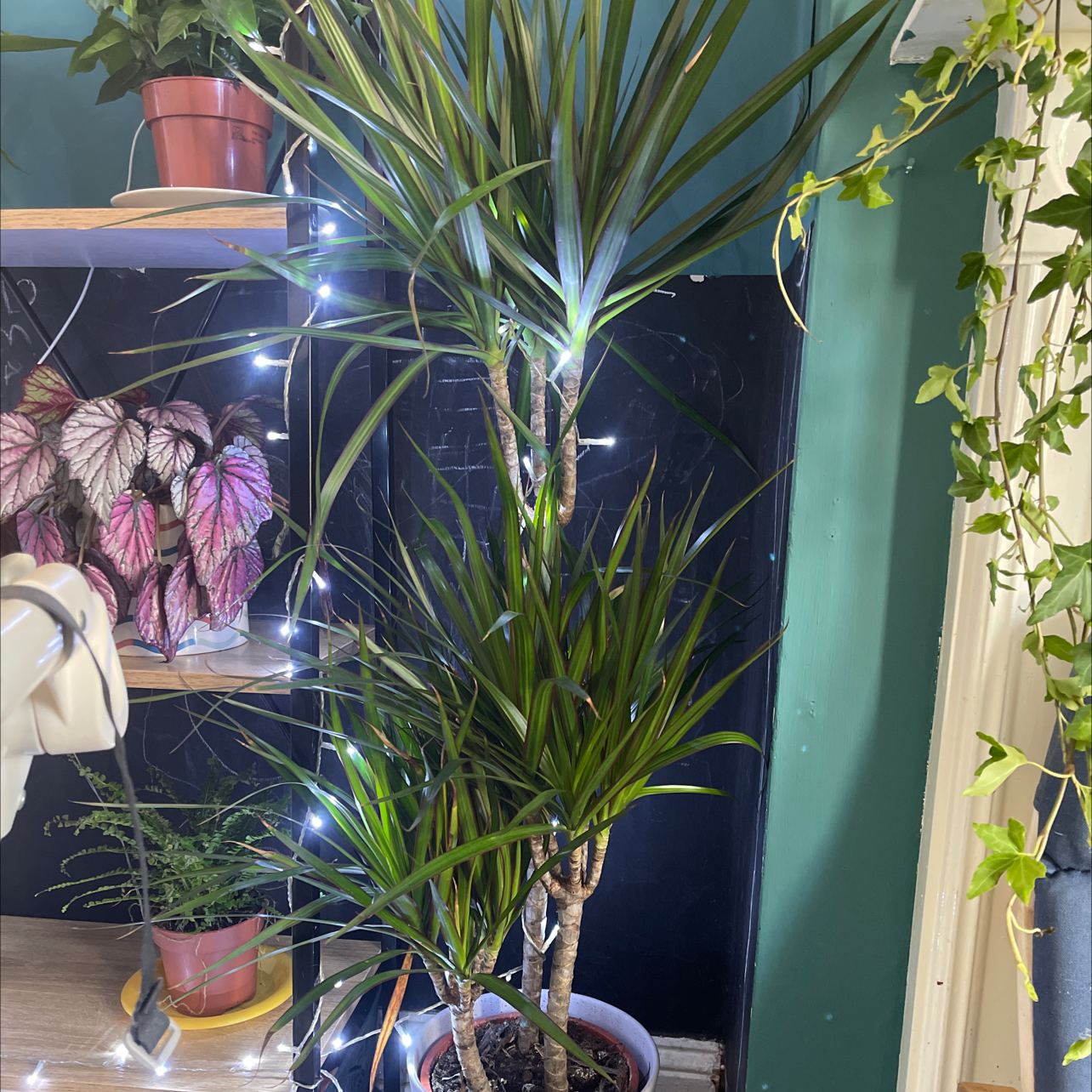 How to Prune Open Weave Dragon Tree