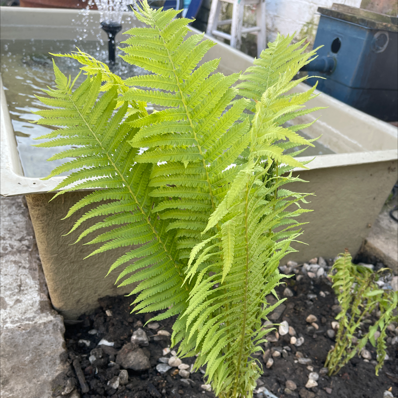 🦚 How Should Ostrich Fern Be Cut Back?