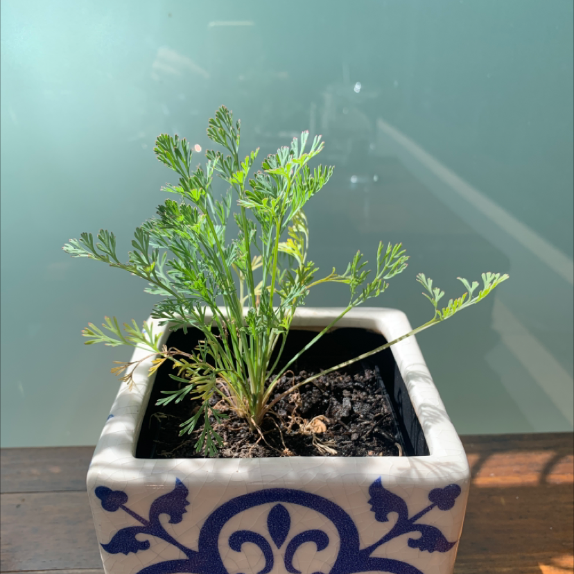Why Are There Black Spots on My California Poppy Leaves?