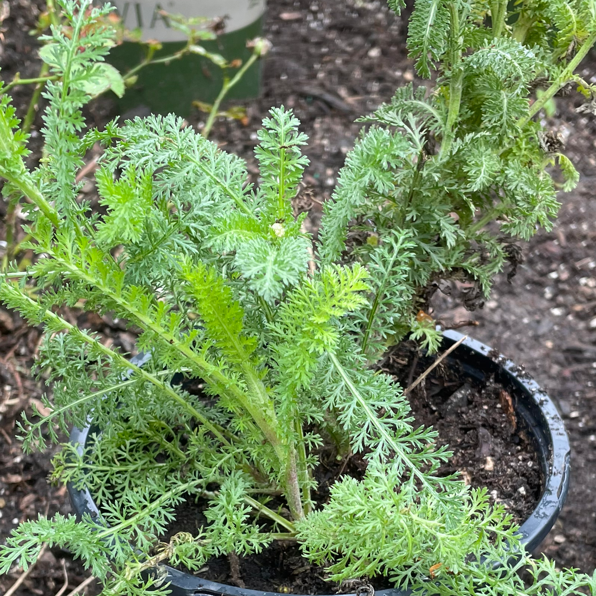 🤒 What Should I Do When Yarrow Leaves Turn Yellow?