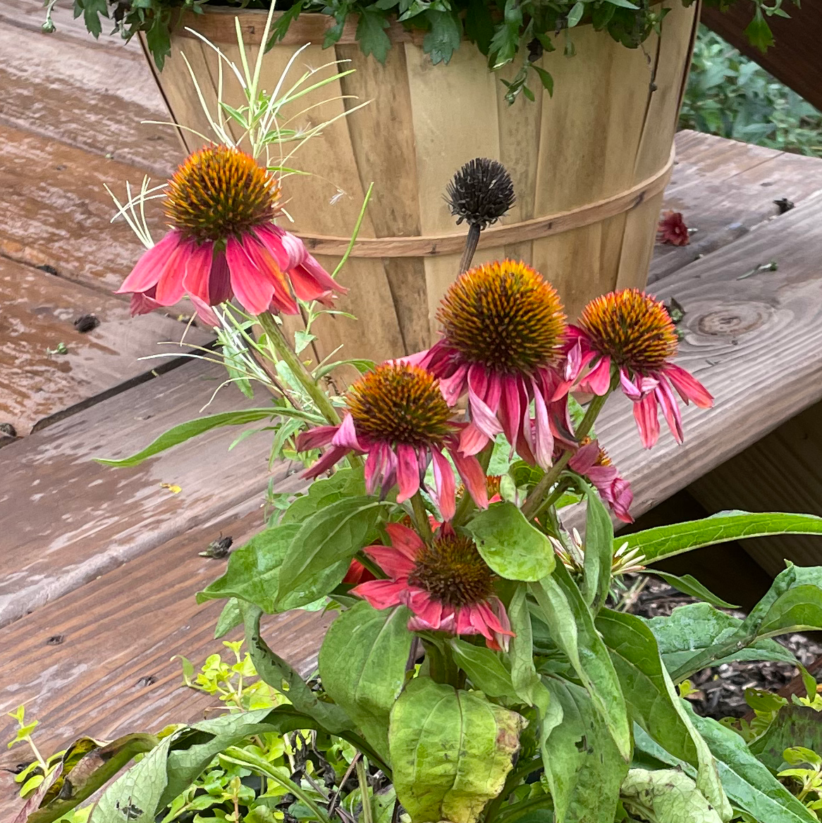 purple coneflower root rot Solutions