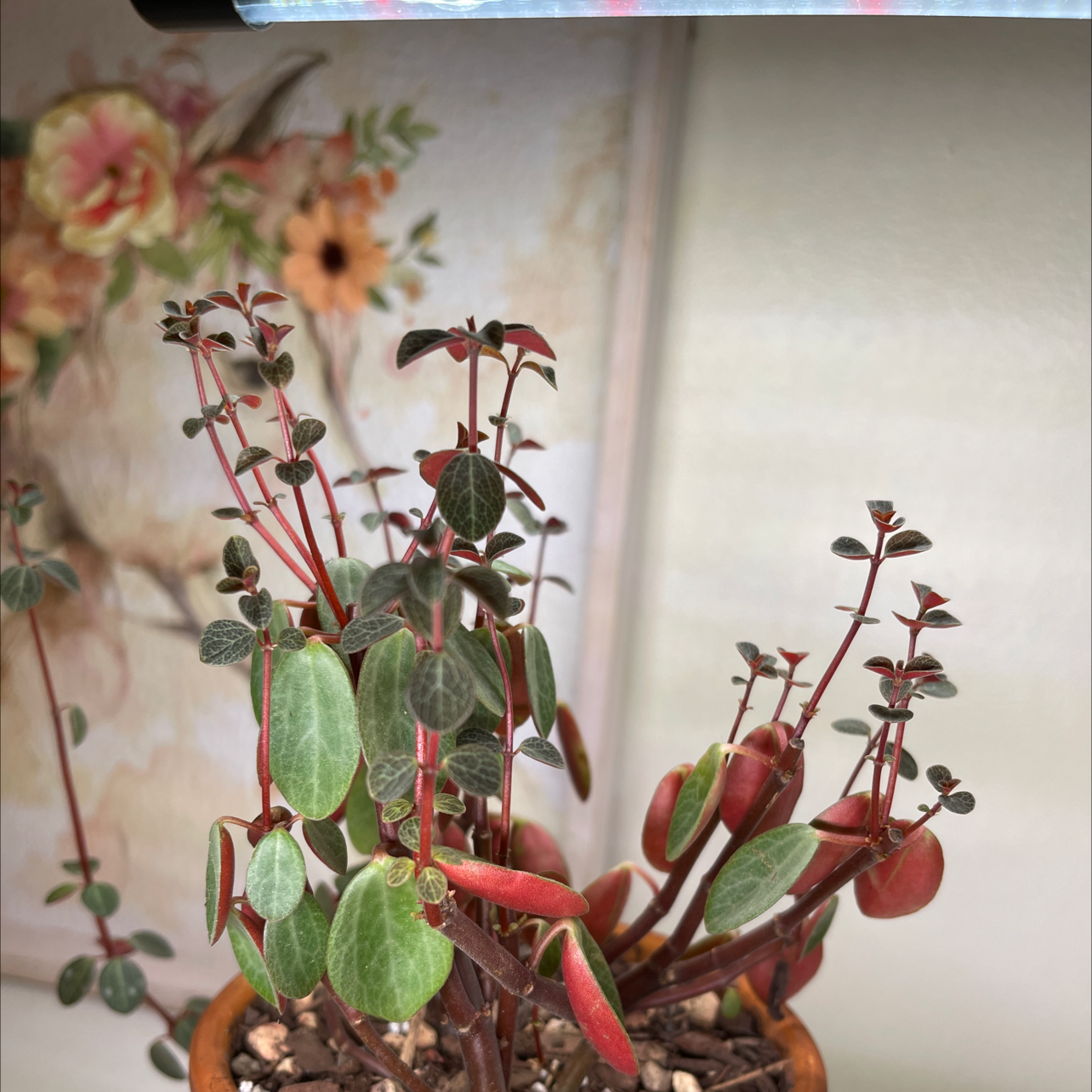 When and Where Should I Trim My Peperomia Red Log?