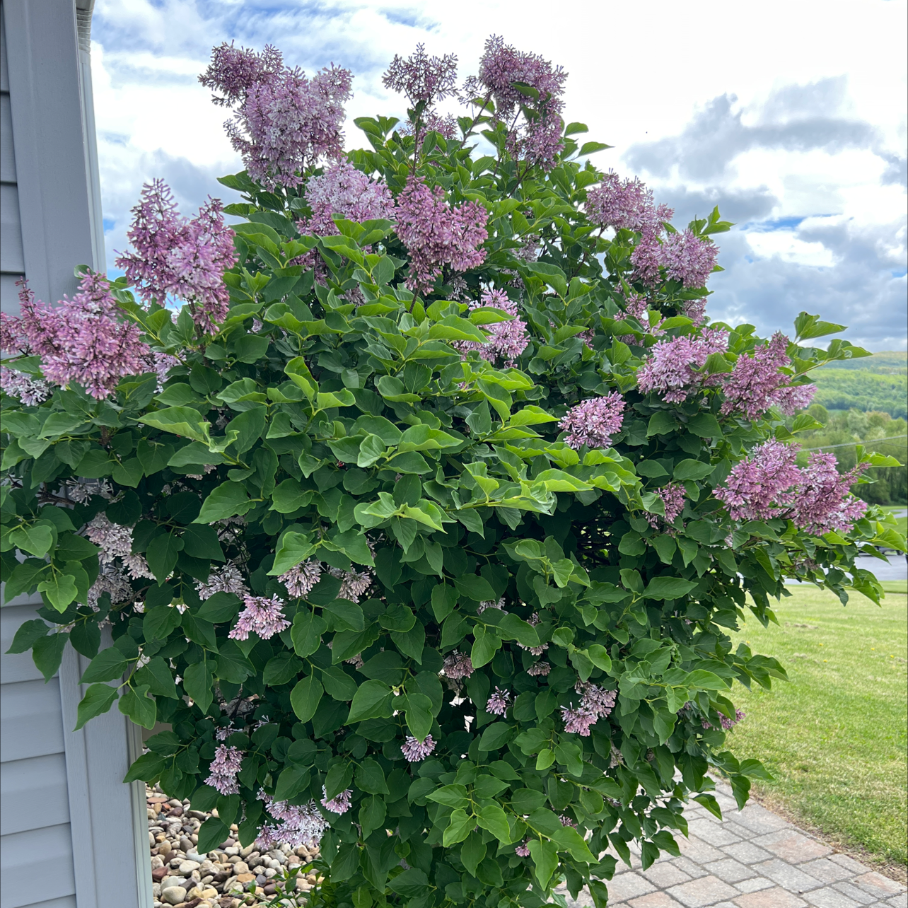 Propagating My Lilac: Step-by-Step Guide