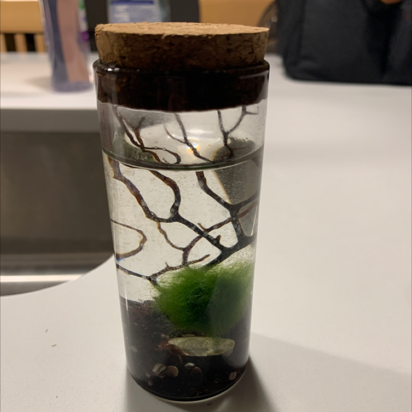 🌞 Is My Marimo Getting Too Much Direct Sunlight?