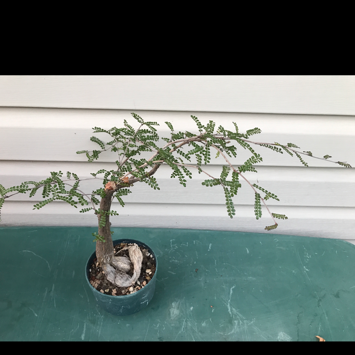 Elephant Tree Care 101: Water, Light & Growing Tips