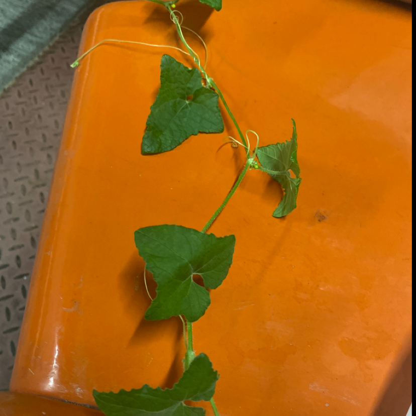 Propagating My Creeping Cucumber: Step-by-Step Guide