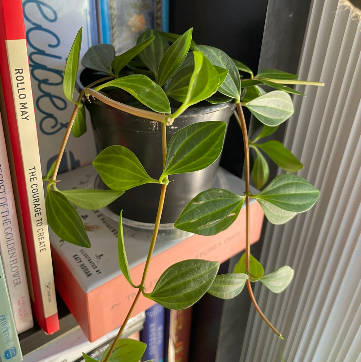 How Can You Tell If A Radiator Plant Is Dying?