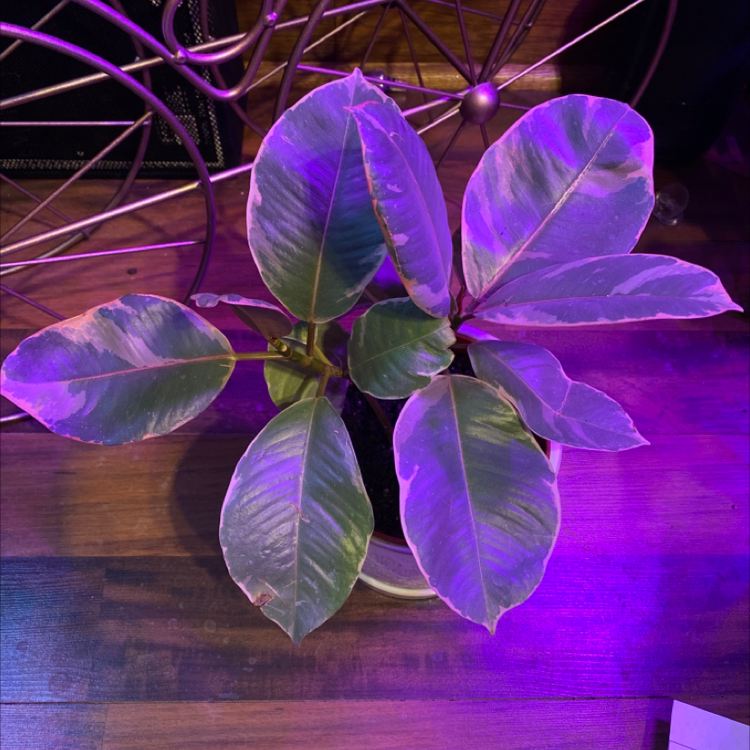 Why Are There Brown Spots on My Ficus 'Ruby' Leaves?