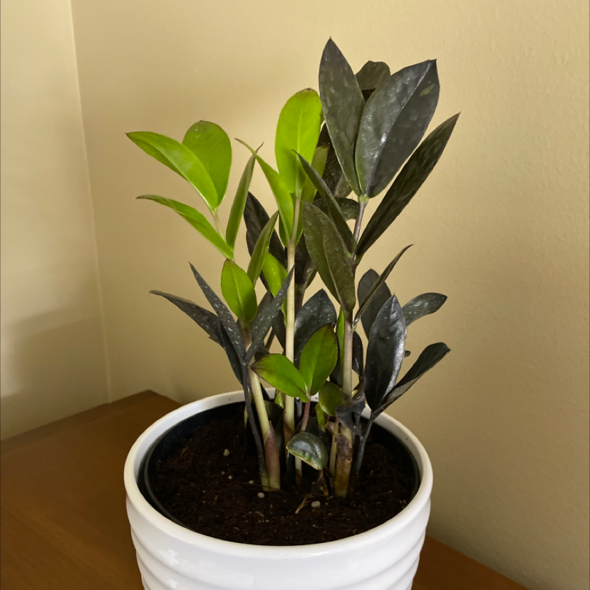 Soil Recommendations For Raven Zz Plant