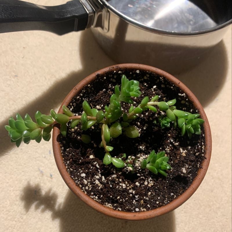 Why Are My Jelly Bean Plant Leaves Droopy?