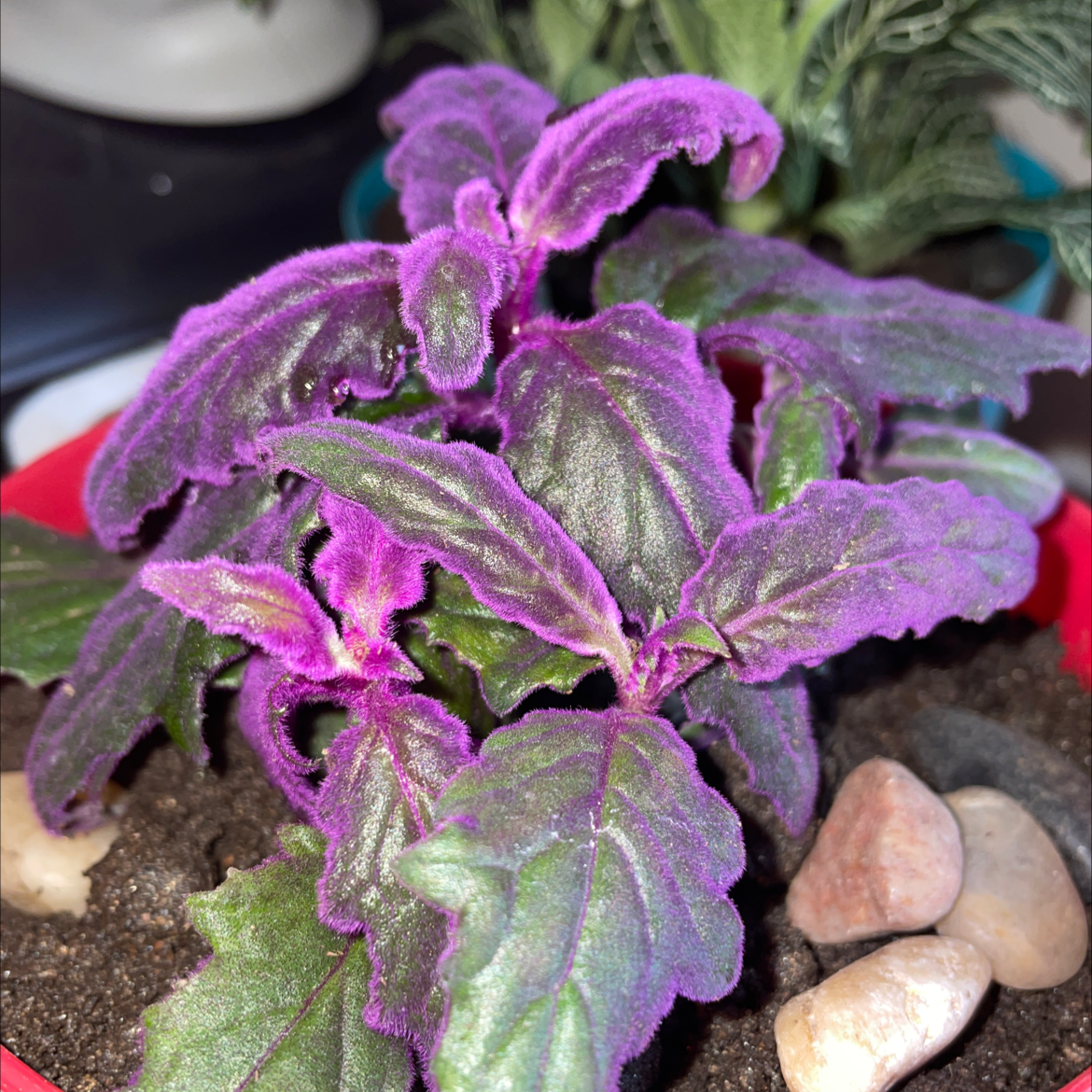How To Get A Purple Velvet Plant To Bloom