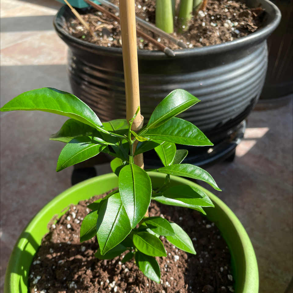 🐛 What To Do About Bugs on My Orange Tree?