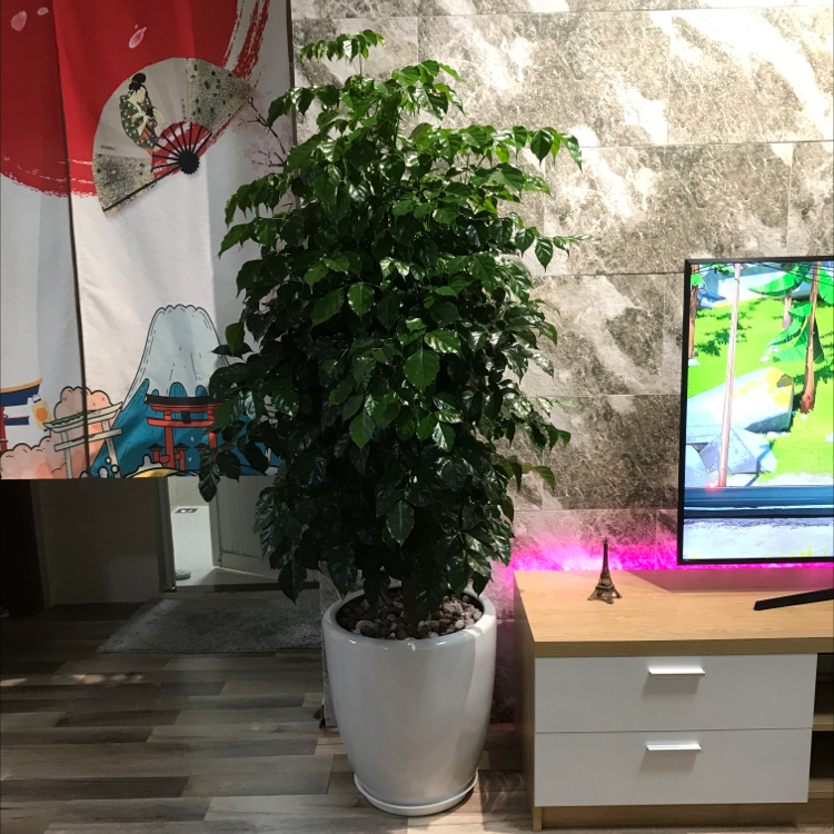 Personalized Golden Jasmine Tree Care: Water, Light, Nutrients | Greg App