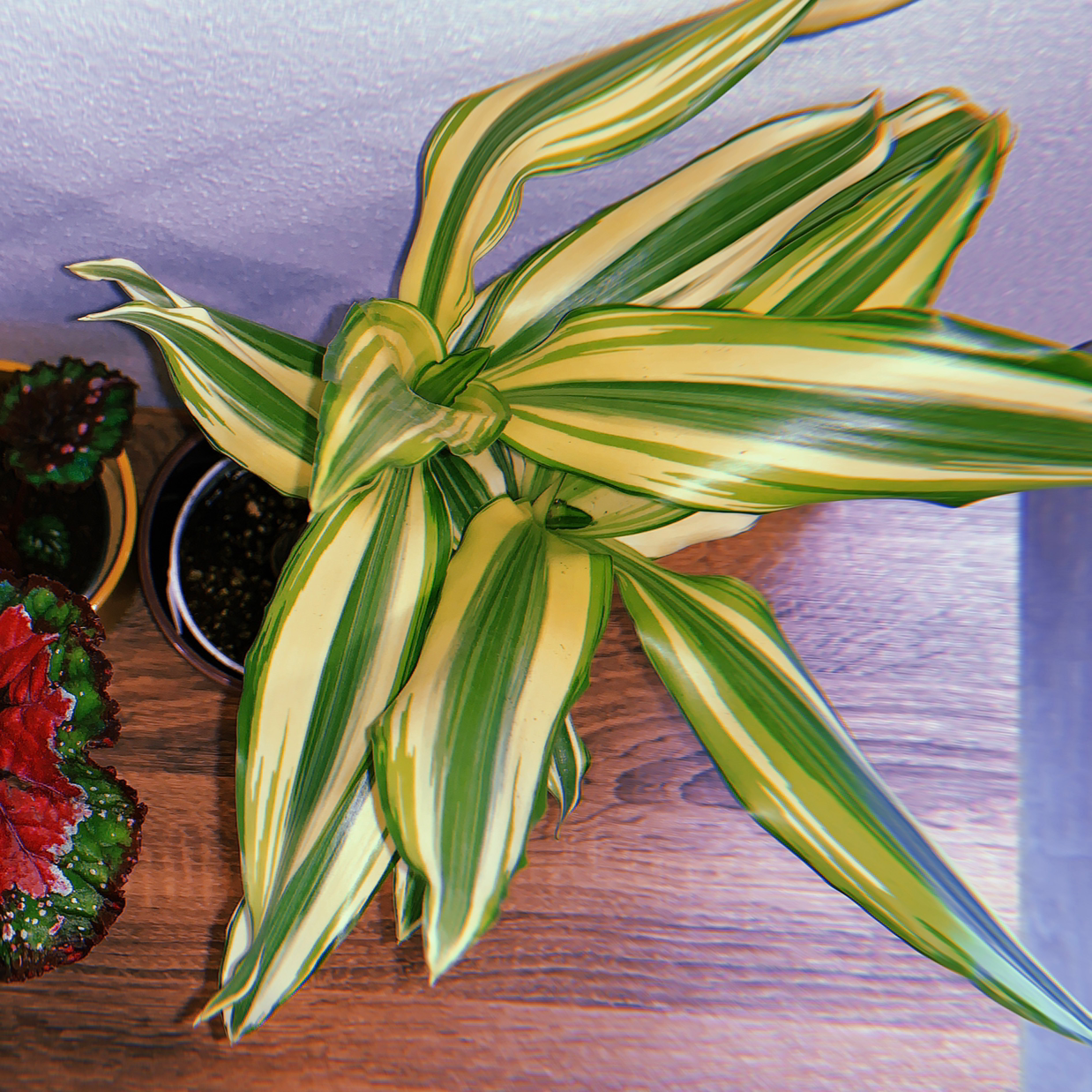 Black Spots on My Dracaena 'Sted Sol Cane' Leaves