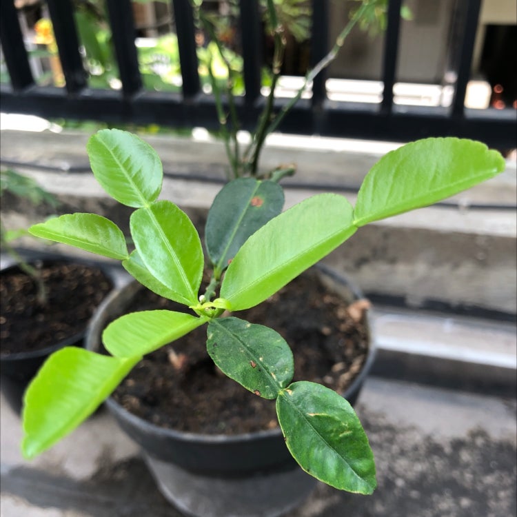 Citrus Hystrix Plant Care: Water, Light, Nutrients | Greg App 🌱