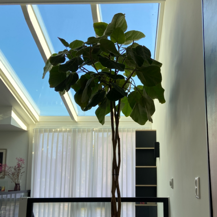 🌞 My Ficus umbellata's Light Requirements